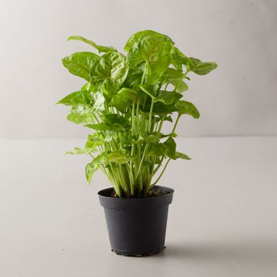 Arrowhead Plant - Syngonium podophyllum Pictures, Care Tips