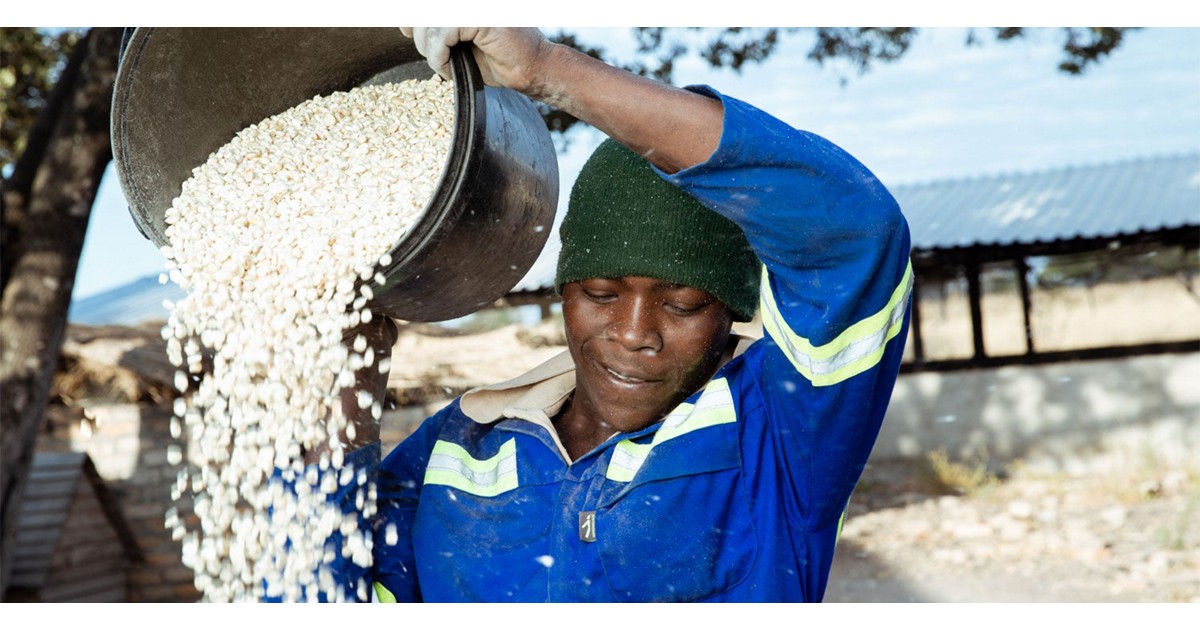 Contradictory trends in Zimbabwe: Human development indicators improve ...