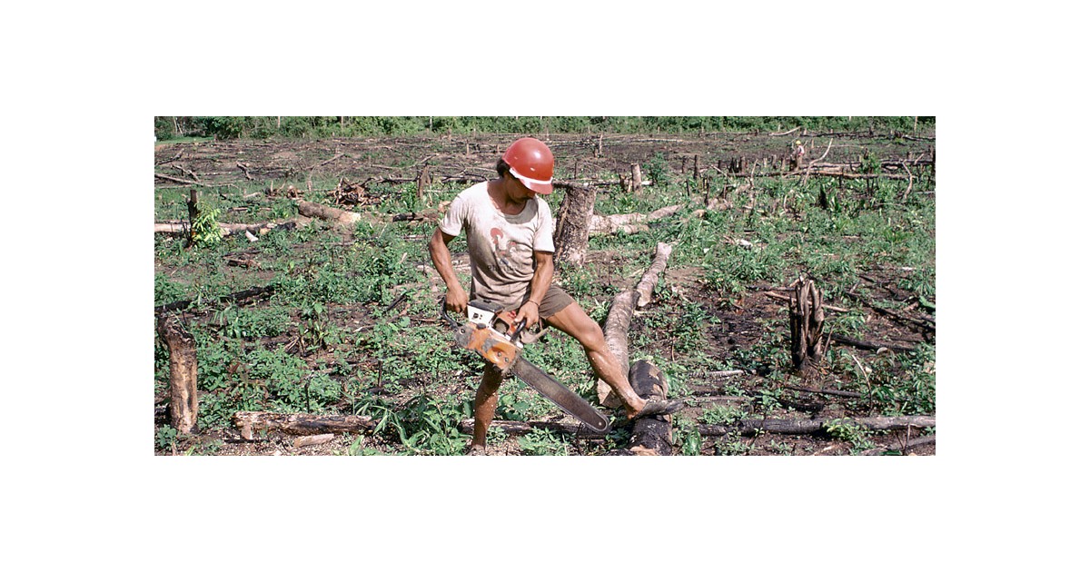 Complementary policies to curb Amazon deforestation