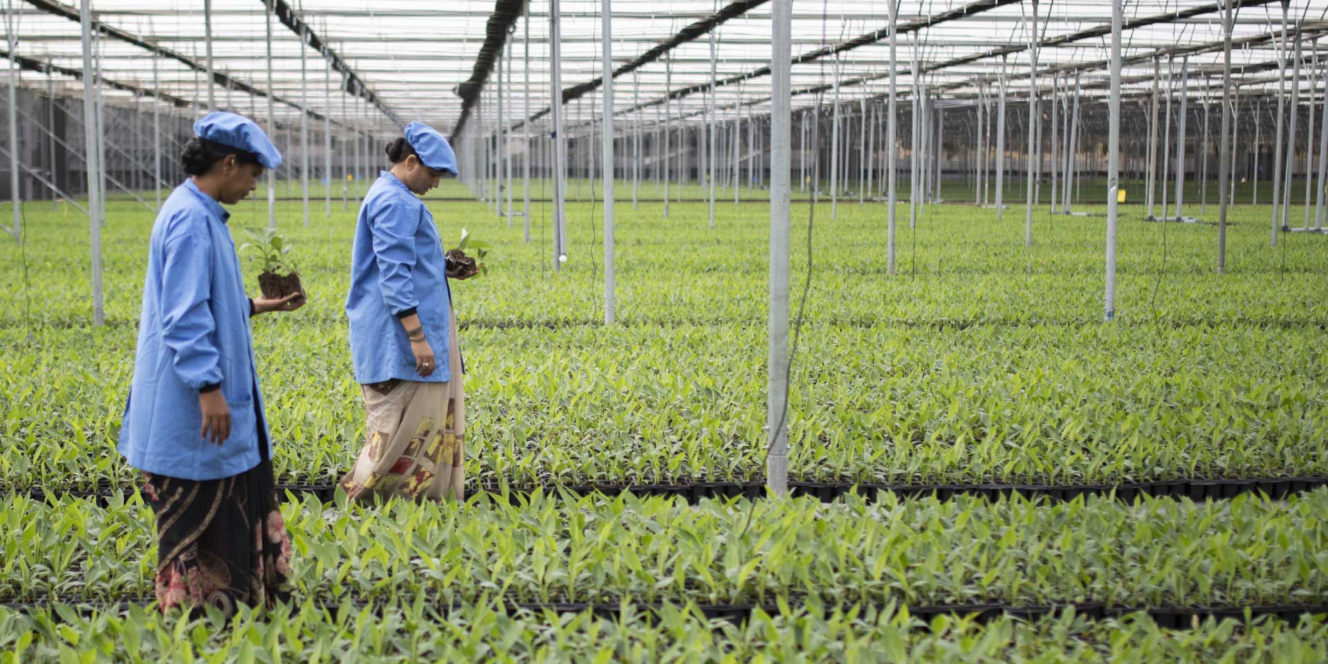 Building Resilient, Equitable and Sustainable Food Systems in Asia