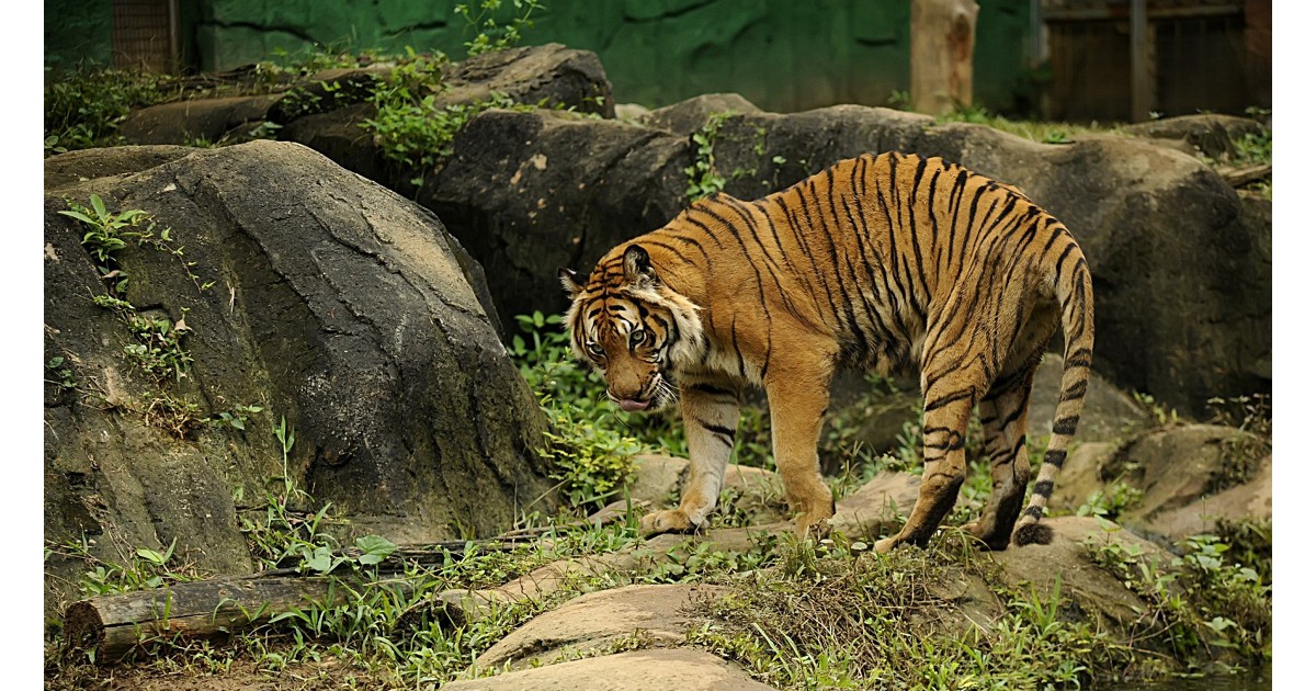 The changing nature of financial risk in Malaysia