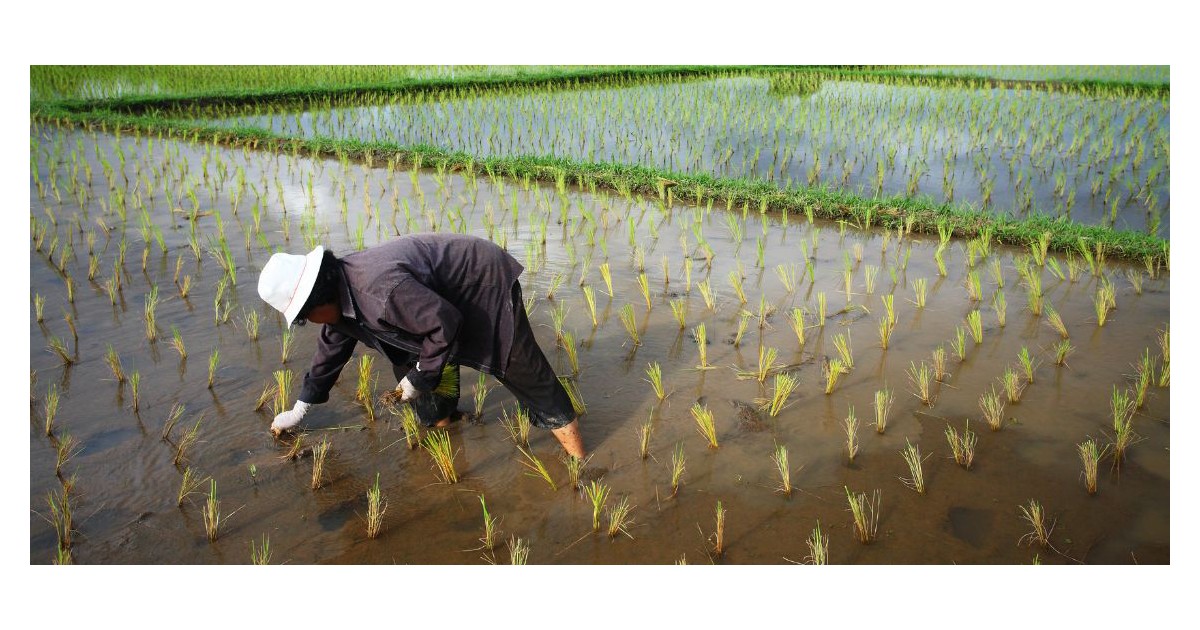 A smarter way to grow rice