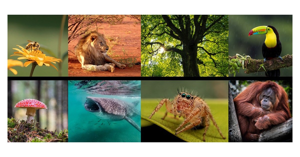 Finance Ministries actions to implement the Global Biodiversity ...