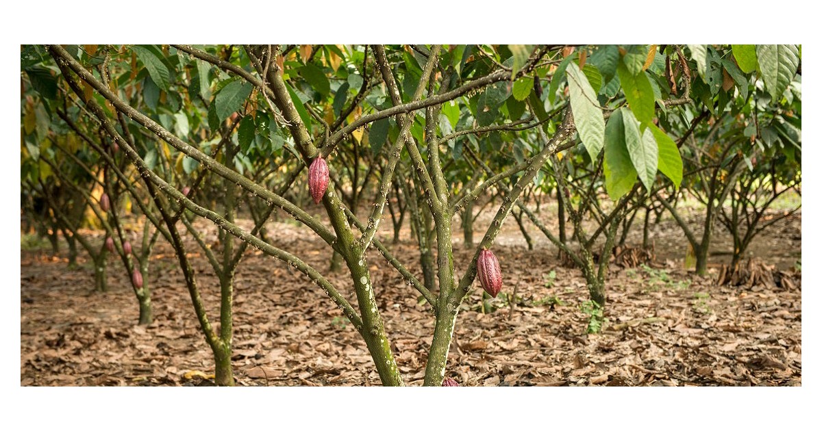 The future of Colombian cocoa is sustainable, climate-smart, and oh so ...