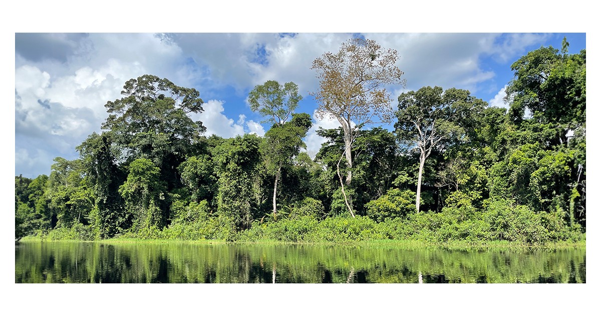 Unlocking the Economic and Environmental Value of the Congo Basin Forests