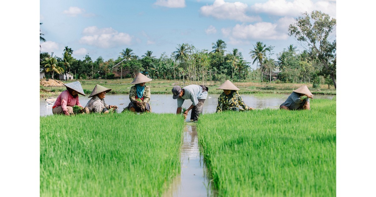 Uncooked: How Indonesia instituted reforms to produce reliable rice ...