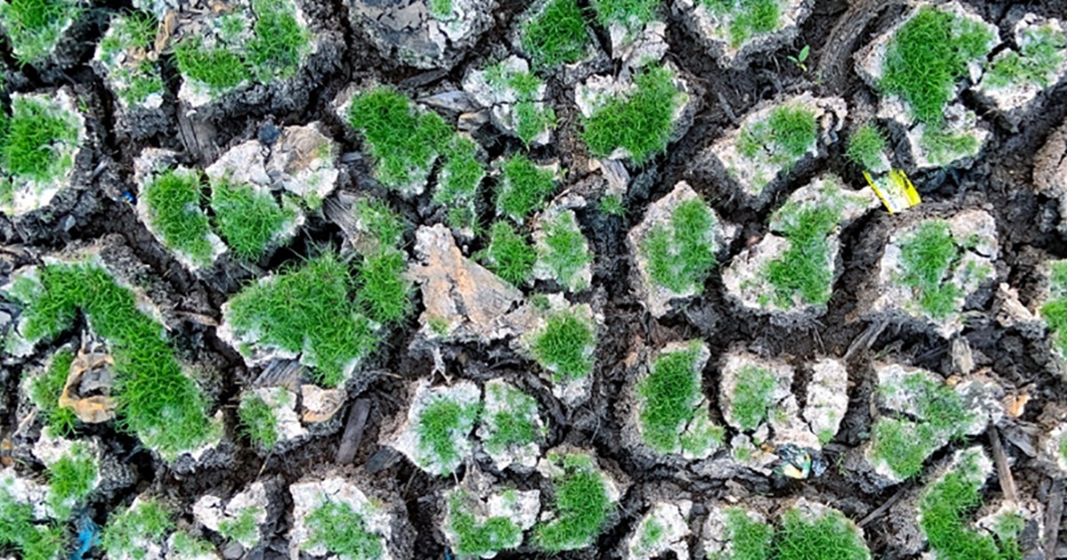 Event | Land Rights and Access for Climate Action | World Bank Live