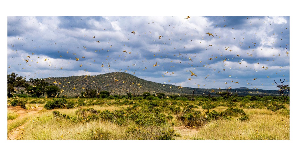 The locust plague: Fighting a crisis within a crisis