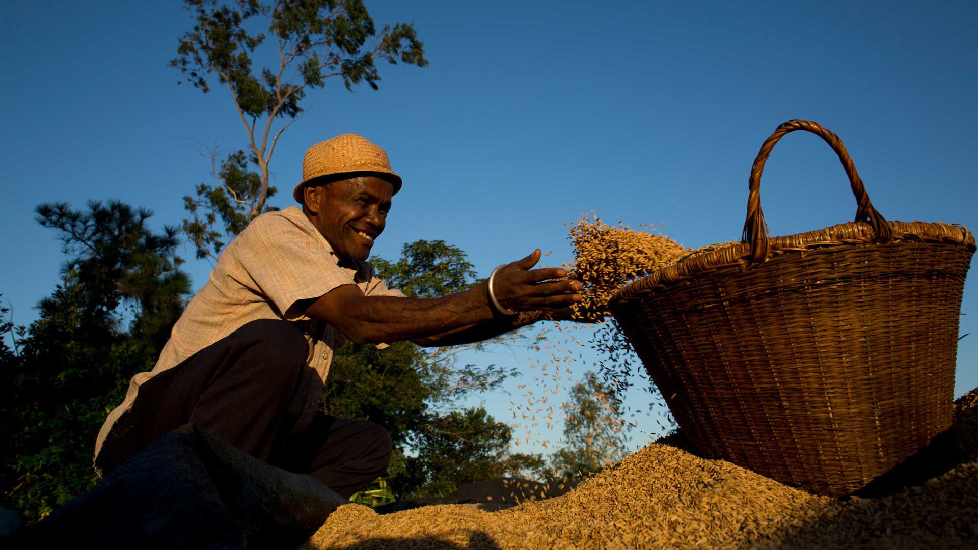 Madagascar Beefs Up Zebu Export Business