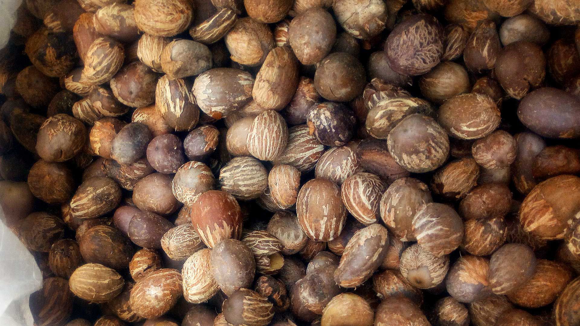 Mali’s Shea Nut Industry Takes Root—and Women Farmers Benefit