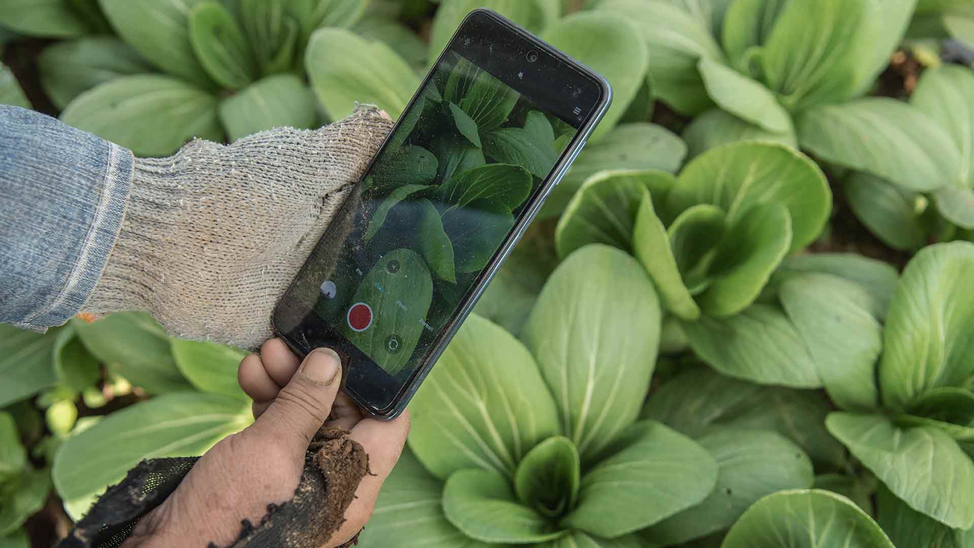 Indonesia’s Digi-Agri Revolution