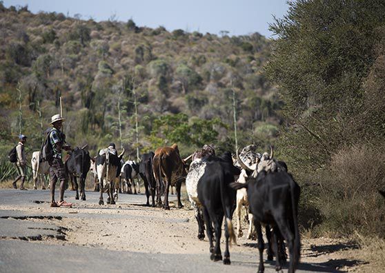 Sustainable Livestock
