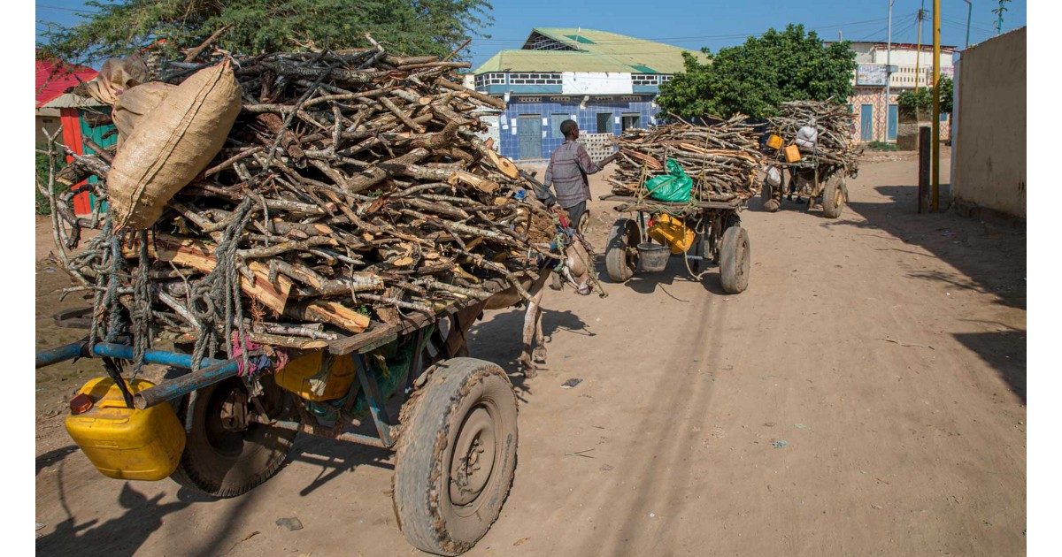 Somalia needs its trees to restore landscapes and livelihoods