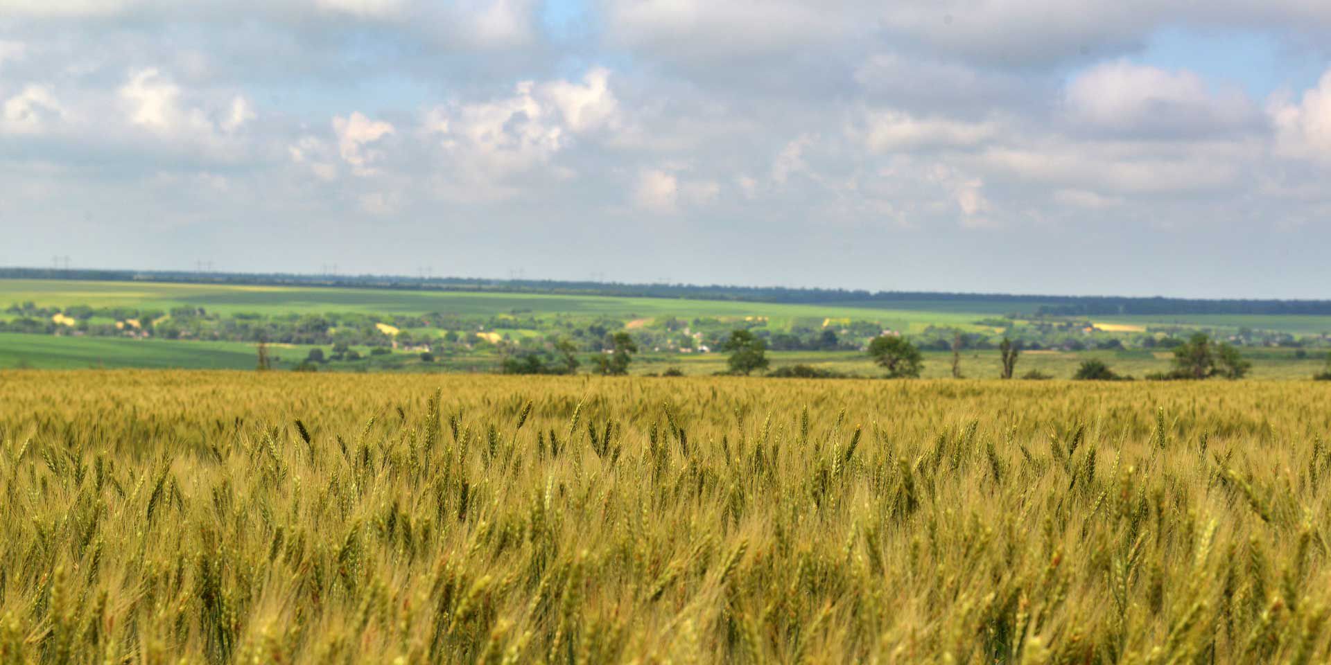 Tomorrow’s Harvests Fund Today’s Investments in Ukrainian Farms