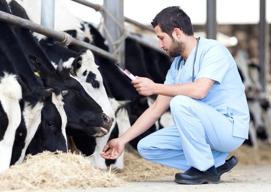 IFC Practices for Sustainable Investment in Private Sector Livestock ...