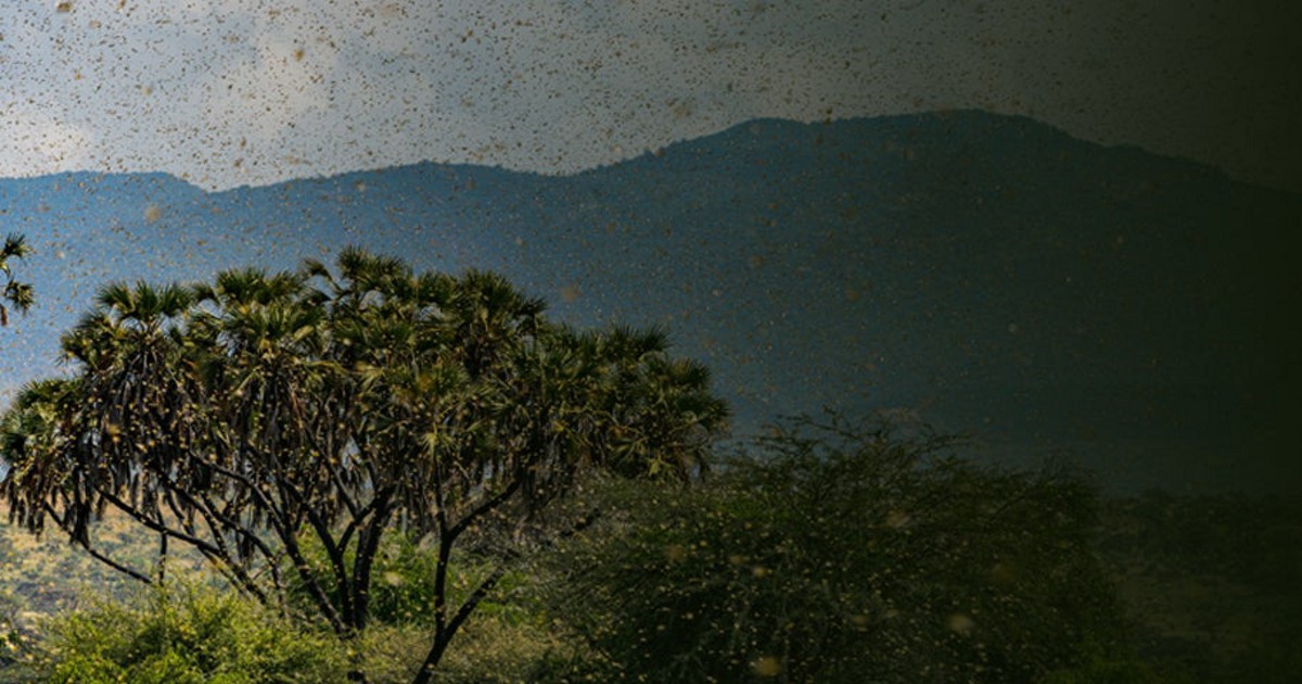 Event | The Locust Crisis: Protecting Food Supplies and Livelihoods for ...